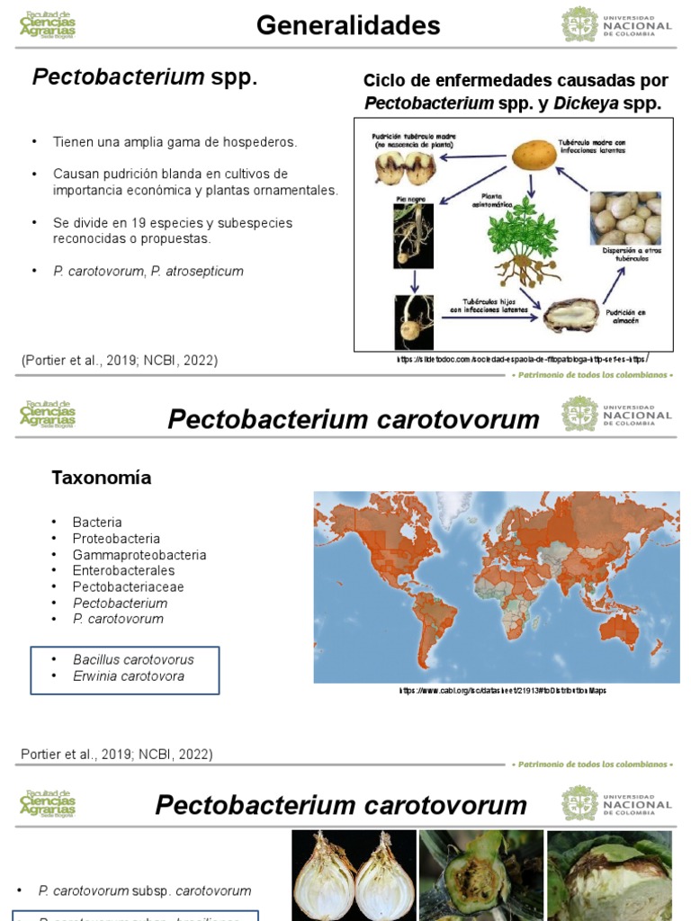 Pectobacterium Carotovorum | PDF | Patata | Las bacterias