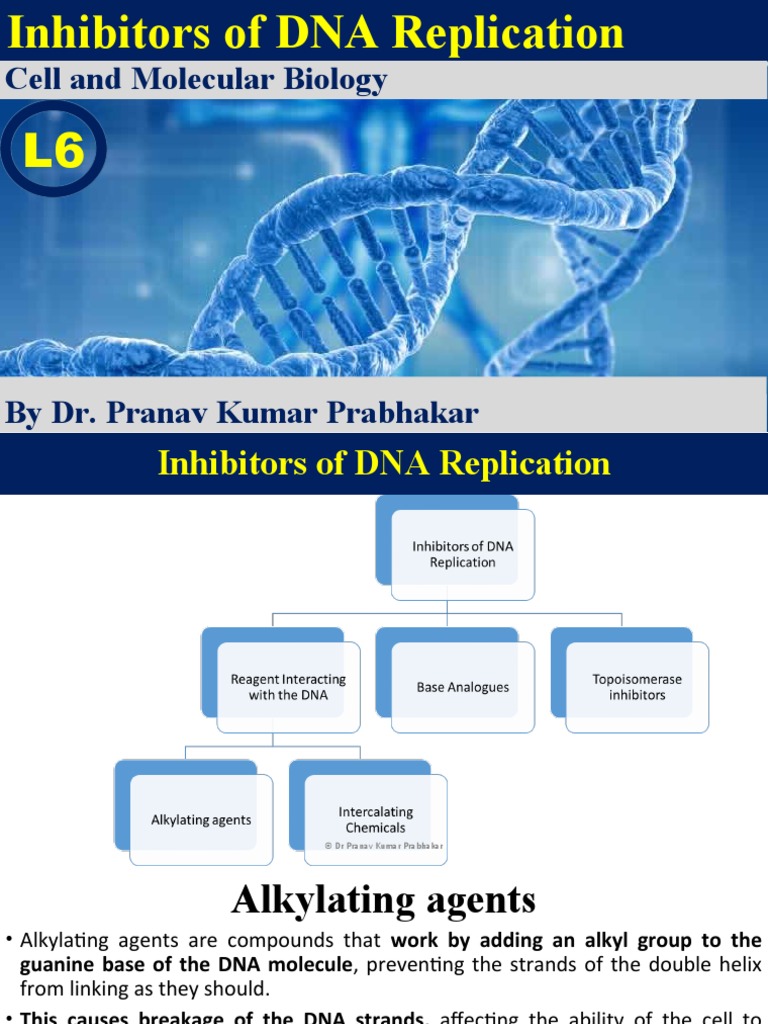 Inhibition of DNA Replication and Transcription | PDF | Rna | Messenger Rna