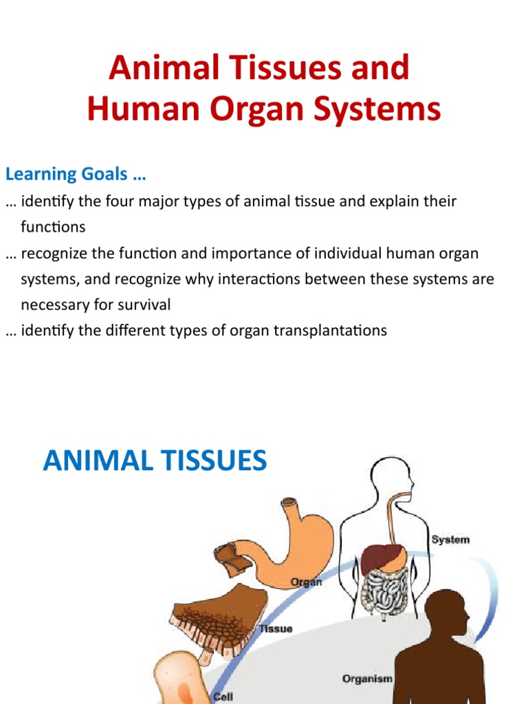 7 Animal Tissues Human Organ Systems Intro | Download Free PDF | Human ...