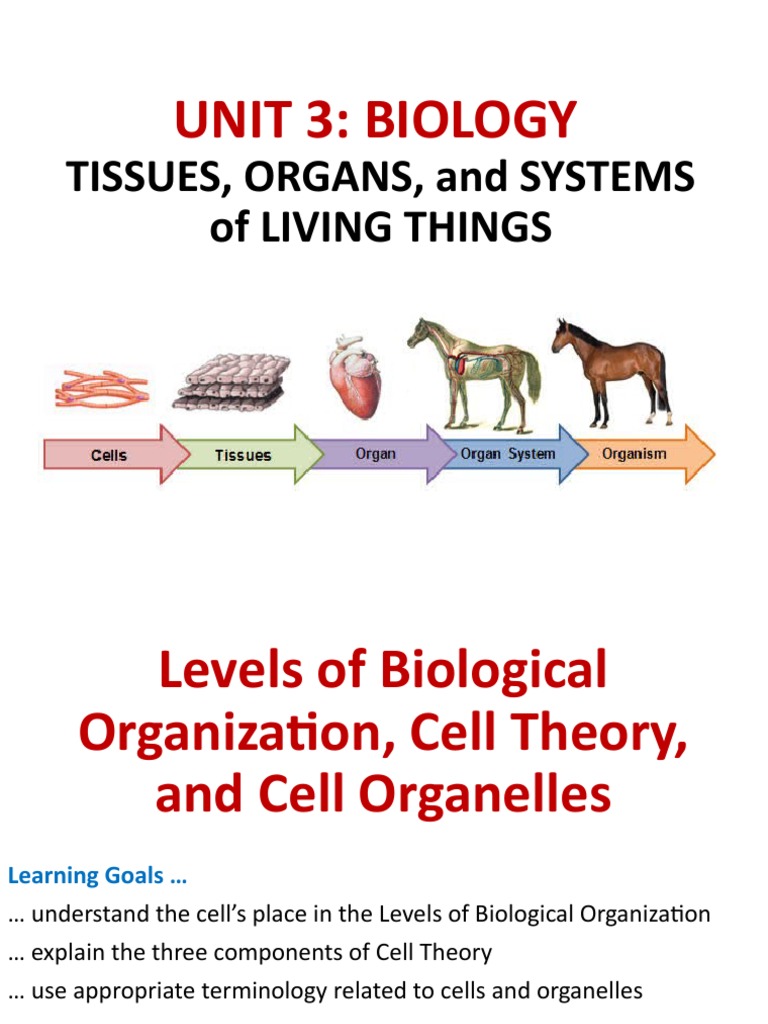 1 Levels of Bio Organization, Cell Theory, Cell Parts | PDF | Life ...