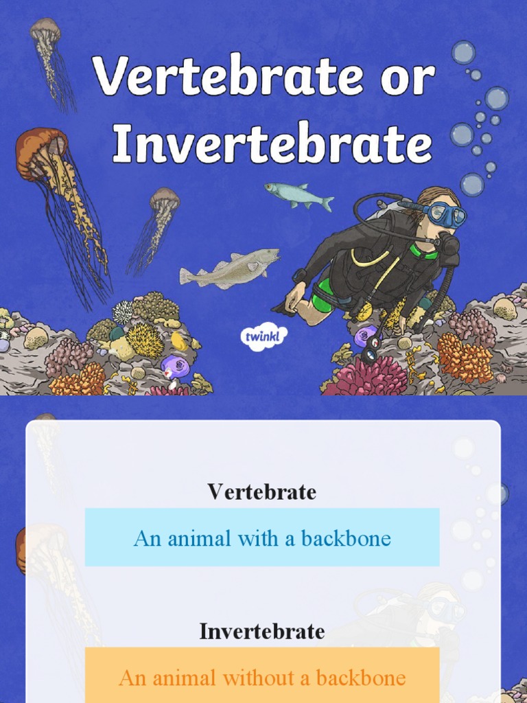Vertebrate or Invertebrate Quiz | PDF