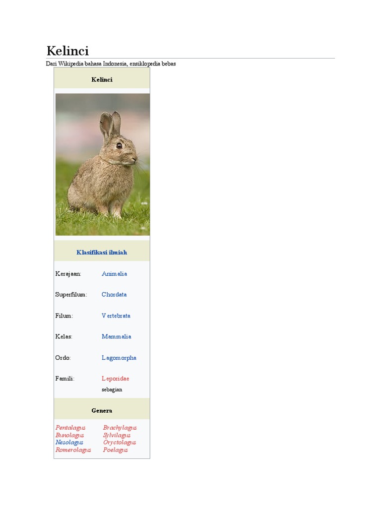 Kelinci | PDF