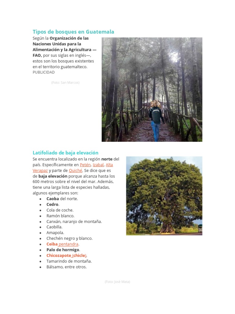Bos Ques | PDF | Botánica | Plantas