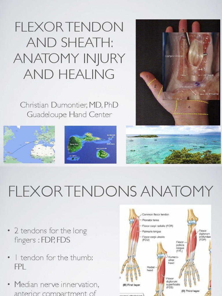 Flexor Tendon Anatomy and Healing Guide | PDF | Hand | Tendon