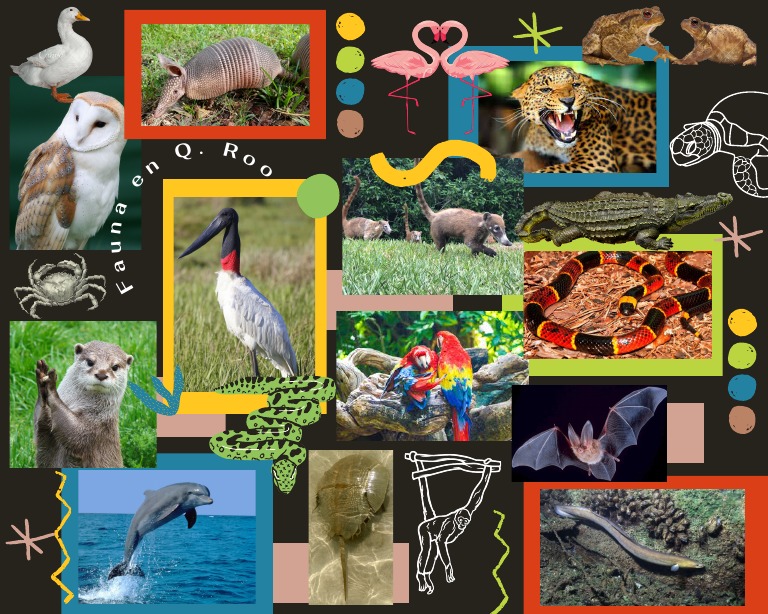 Collage de Flora y Fauna de Quintana Roo | PDF