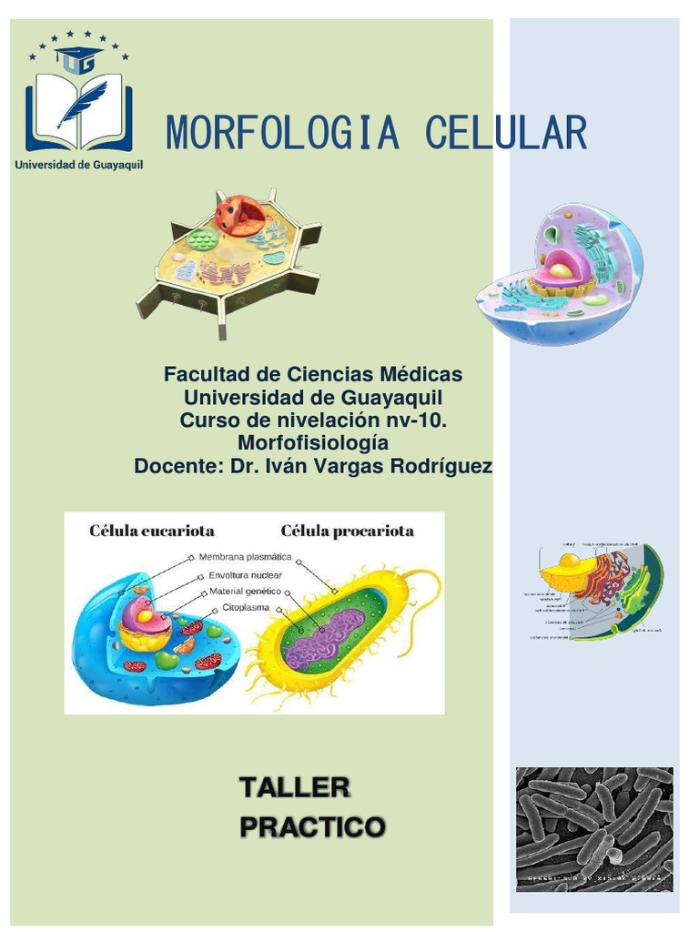 Morfologia Celular | PDF | Ribosoma | Citoplasma
