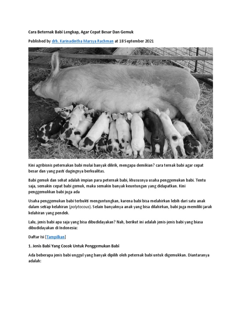 Cara Beternak Babi Lengkap | PDF