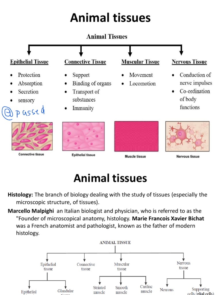 Overview Of Animal Epithelial Tissues Pdf Epithelium Tissue Biology