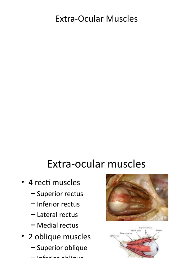 Ophthalmic Lenses & Eye Muscles | PDF