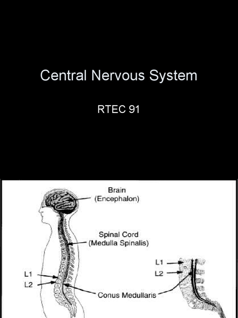 Central Nervous System - Pathology | PDF | History