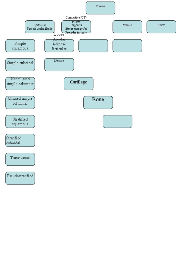 A2 - 4 Basic Types of Tissue | PDF