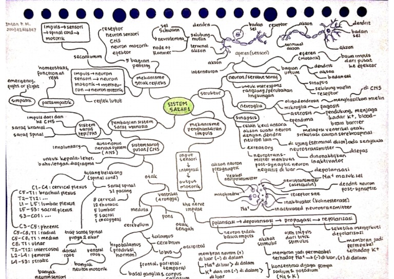 Peta Konsep Sistem Saraf 1 | PDF