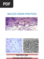 Bacillus anthracis: Características y Control | PDF | Ántrax | Bacilo