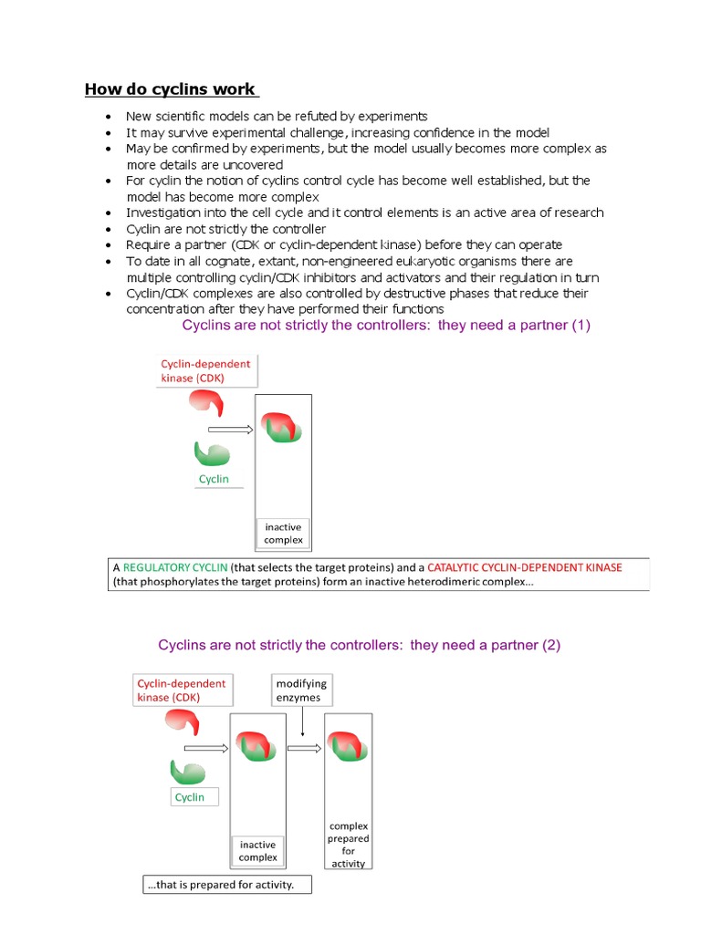 24 - How Do Cyclins Work | PDF