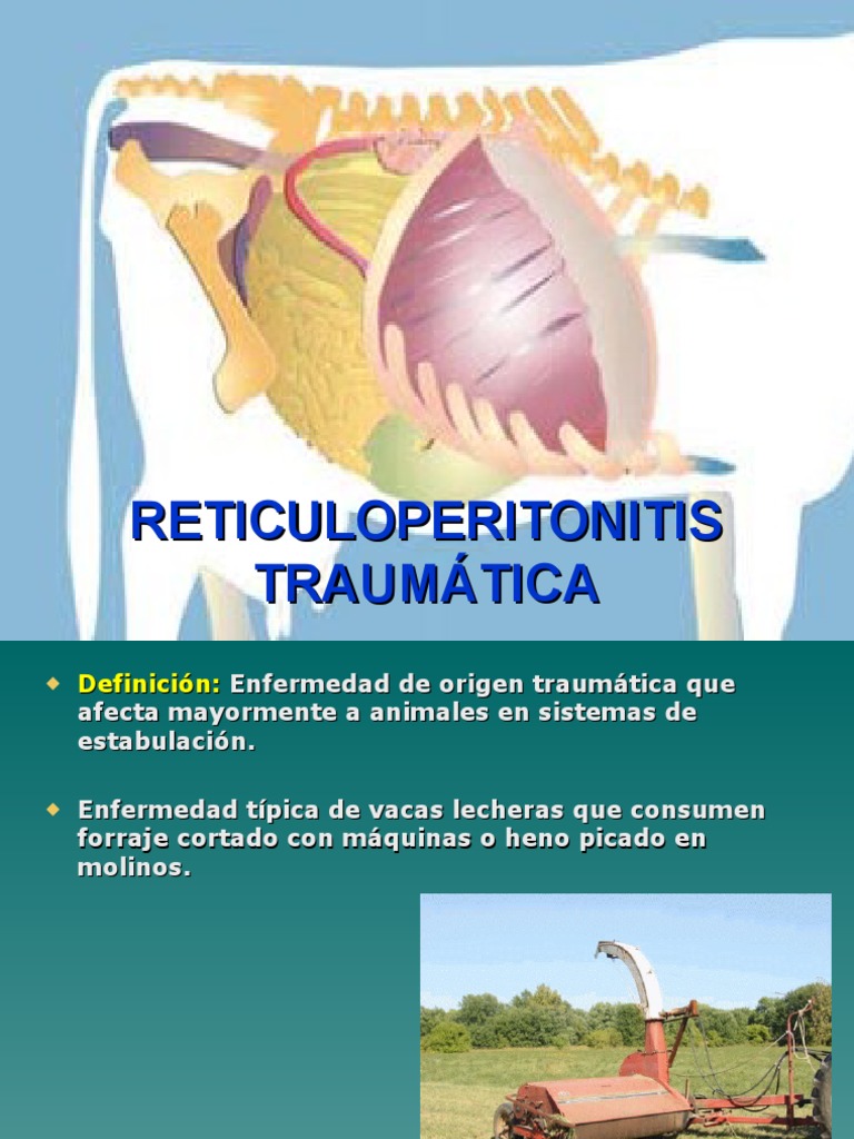 Reticuloperitonitis Traumática en Bovinos | PDF | Vacas | Oveja