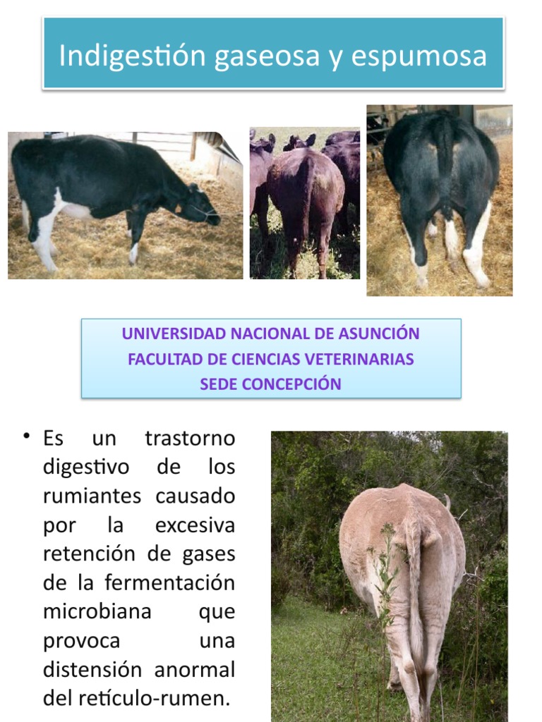 Indigestión En Rumiantes Causas Y Tratamiento Pdf Digestión Isquemia