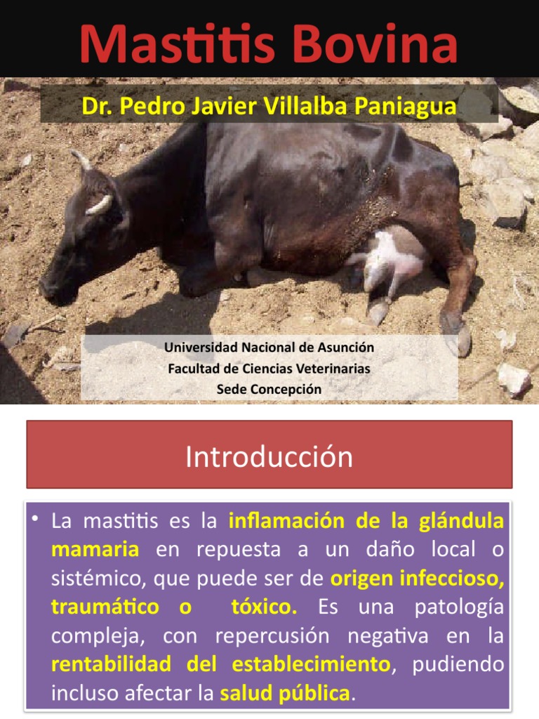Mastitis Bovina | PDF | Leche | Estreptococo