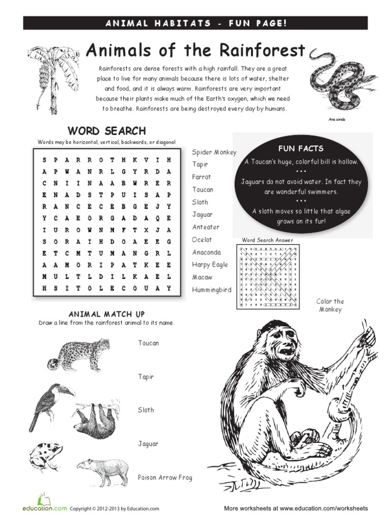Animal Habitats Rainforest 2 | PDF | Rainforest