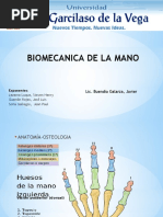Anatomía de las Falanges de la Mano | PDF | Mano | Articulación