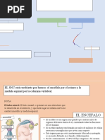 Anatomía del Tectum y Tegmentum | PDF | Anatomía | Cerebro