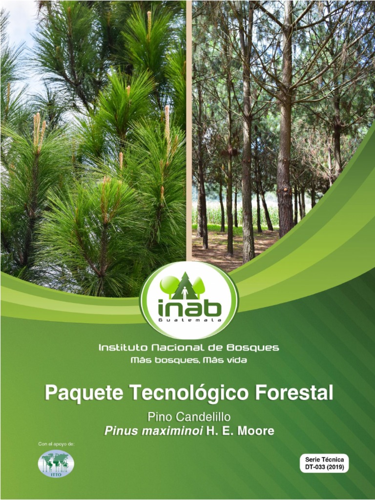 PTF Pino Candelillo | PDF | Guatemala | Los bosques