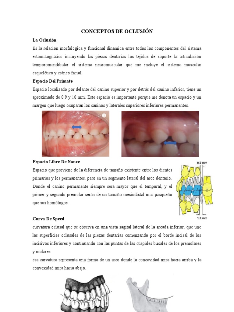 Conceptos de Oclusion | PDF | Anatomia dental | Boca