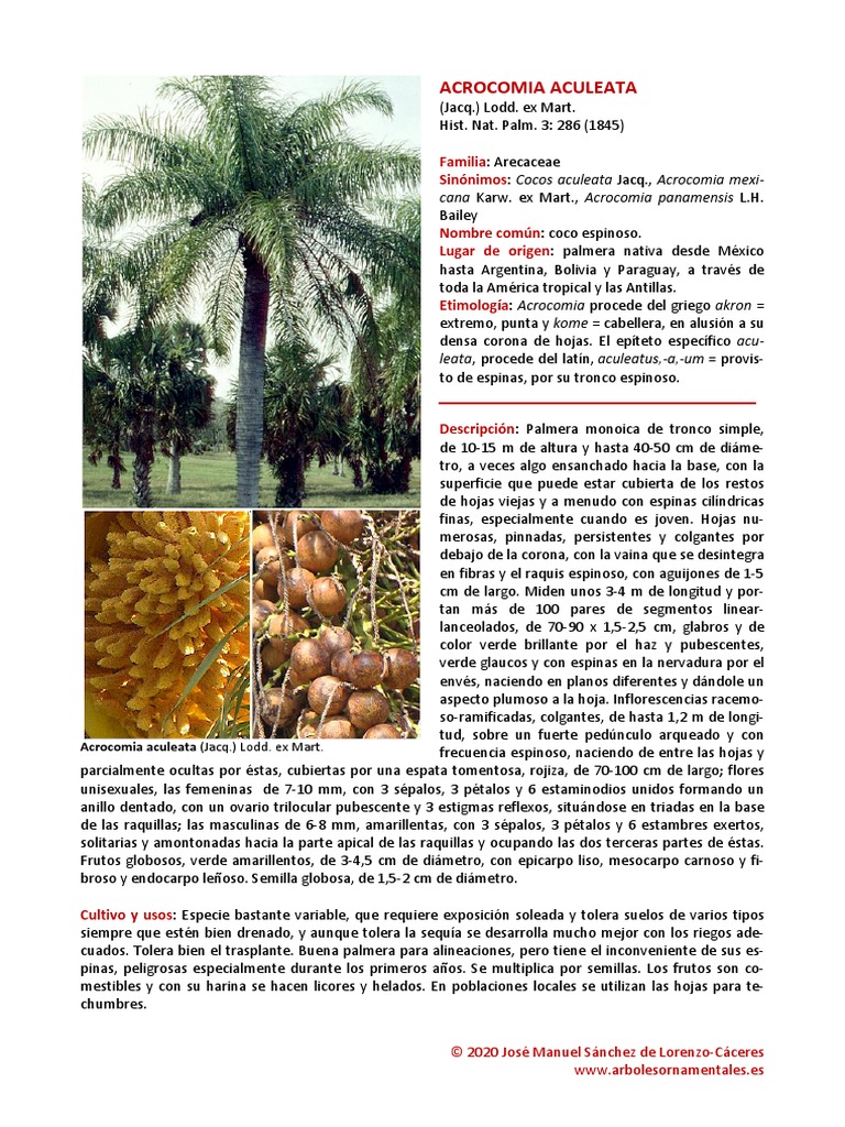 Acrocomia Aculeata | PDF | Arecaceae | Flora