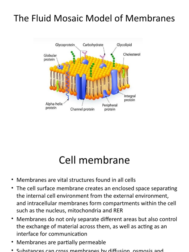 Fluid Mosaic Model Overview | PDF | Cell Membrane | Osmosis