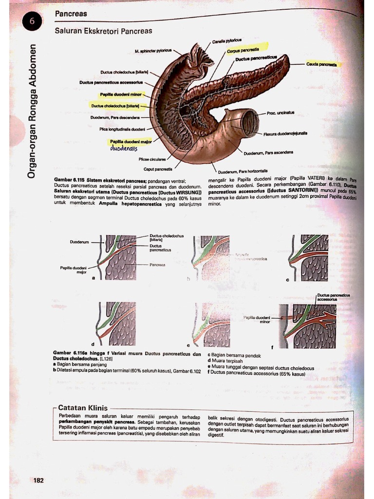 Anatomi Pancreas | PDF