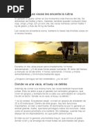 Ciclo de Vida de la Vaca para Niños | PDF | Vacas | Leche