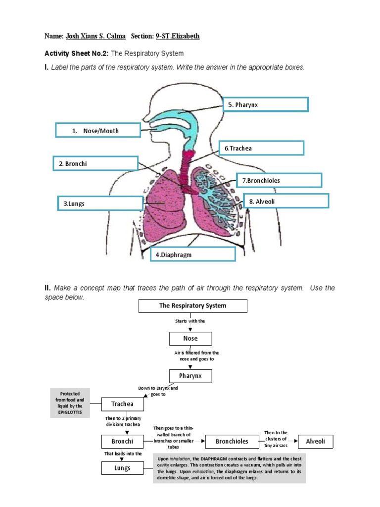 Label The Parts of The Respiratory System. Write The Answer in The ...