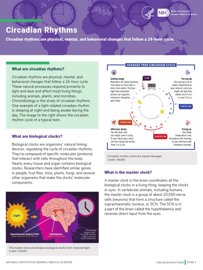 Fact Sheet Circadian Rhythms | PDF | Circadian Rhythm | Clock