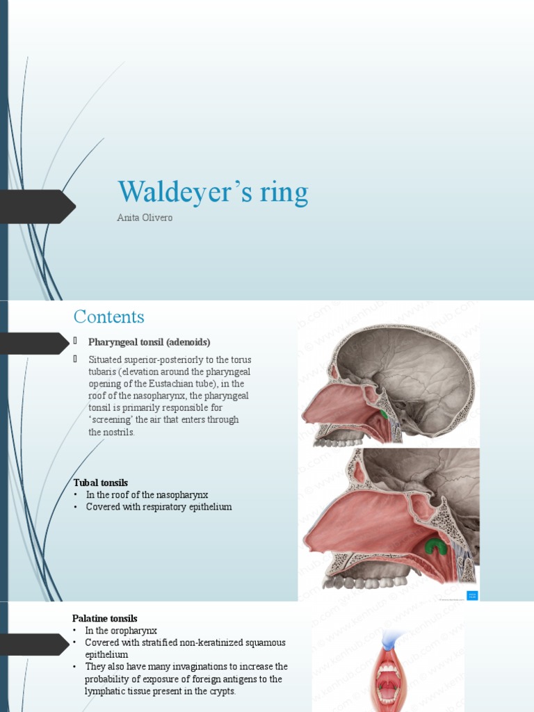 Waldeyer's Ring: Anita Olivero | PDF