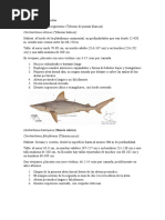 Anatomía de Aletas en Peces | PDF | Cordados | Pescado