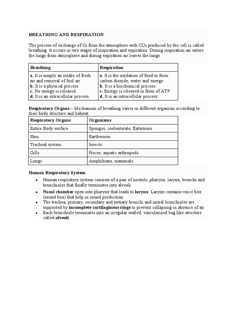 Understanding Human Respiration | PDF | Respiratory System | Lung