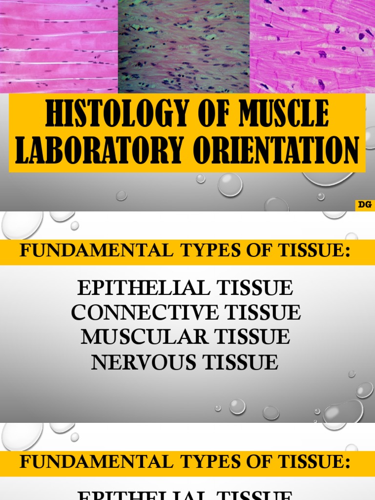 Week 3 - Muscles Lab | PDF | Tissue (Biology) | Skeletal Muscle
