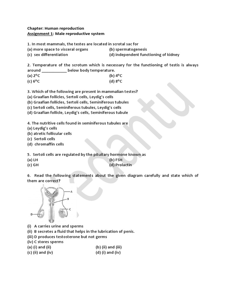 Chapter: Human Reproduction Assignment 1: Male Reproductive System ...