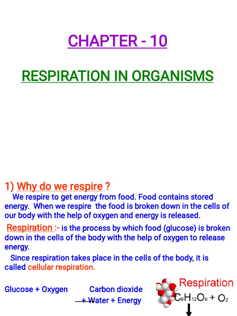 Understanding Respiration in Organisms | PDF | Breathing | Cellular ...