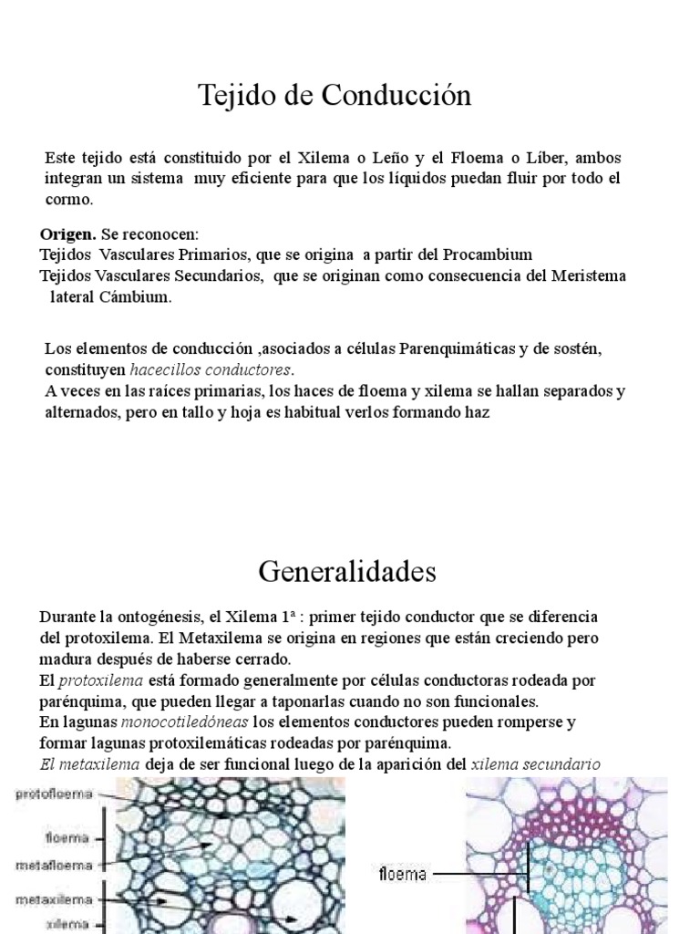Tejido de Conducción | PDF | Fisiología de las plantas | Anatomía