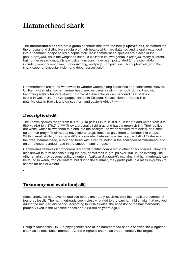 The Unique Hammerhead Shark: Evolution, Anatomy, Behavior, and Threats ...