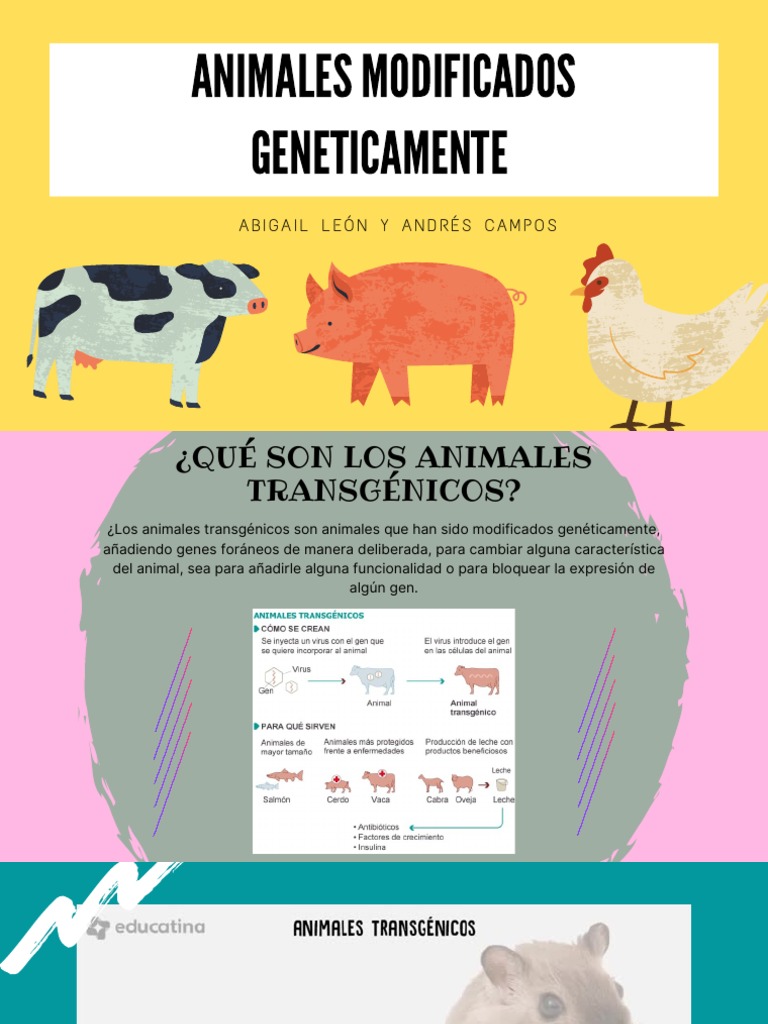 Animales Modificados Geneticamente | PDF | Ingeniería genética ...