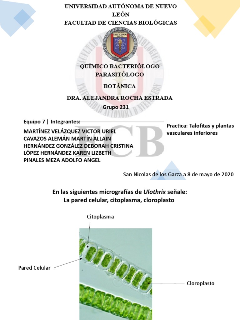Práctica Talofitas y Plantas Vasculares Inferiores | PDF | Tallo de la ...