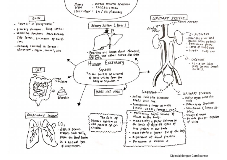 Mind Map Excretory System | PDF