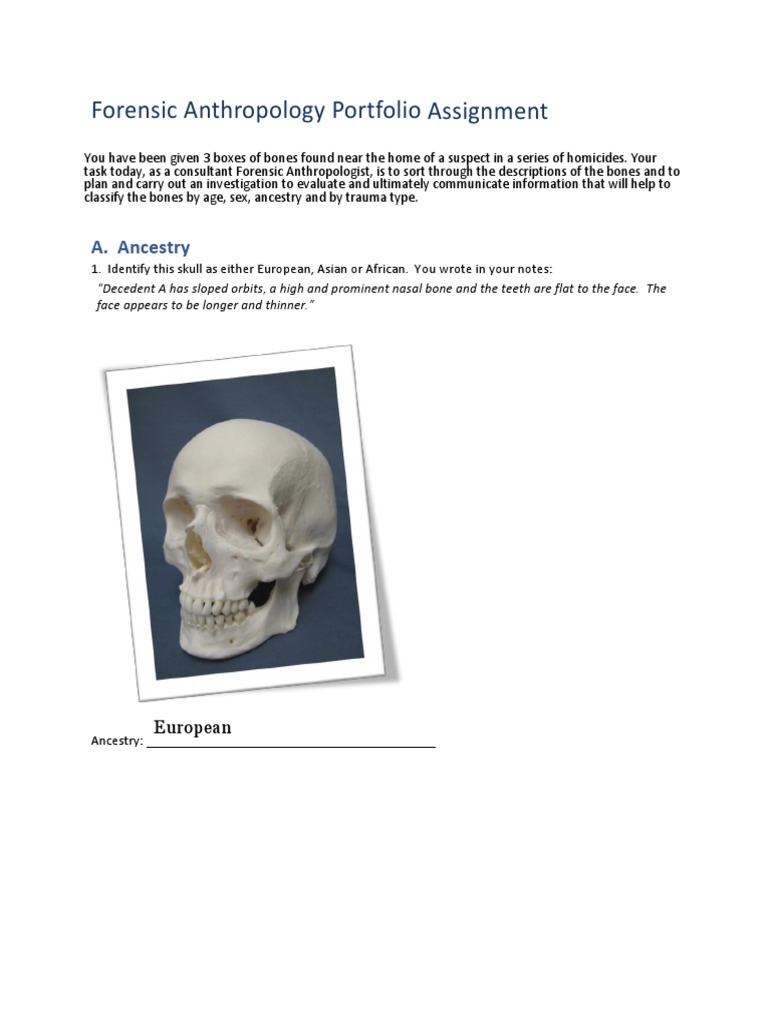 Forensic Anthropology Portfolio Assignment: A. Ancestry | PDF | Pelvis ...