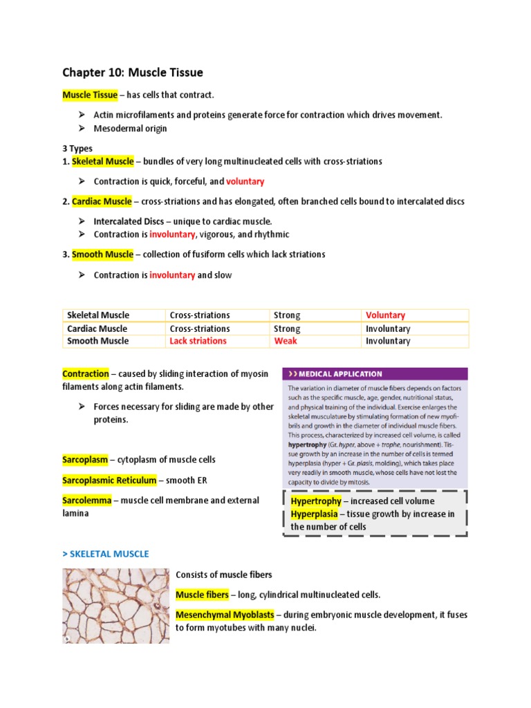 Chapter 10: Muscle Tissue: Voluntary | PDF | Skeletal Muscle | Muscle ...