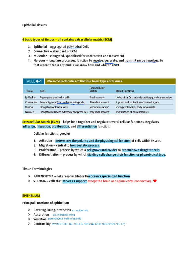 Epithelial Tissues REVIEWER | PDF | Epithelium | Cell Adhesion