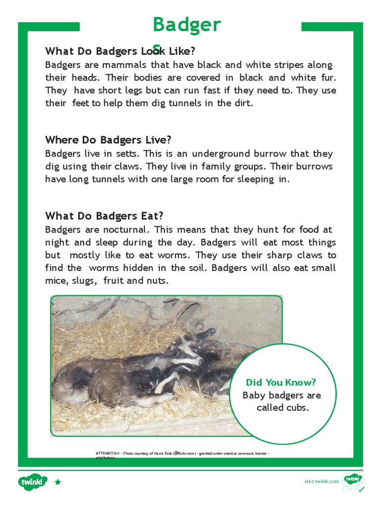 Badger Facts for Kids | PDF | Mammals