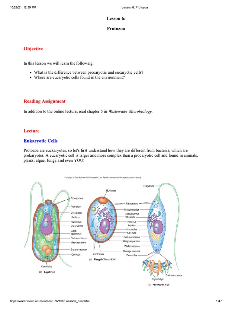 Lesson 6 - Protozoa | PDF