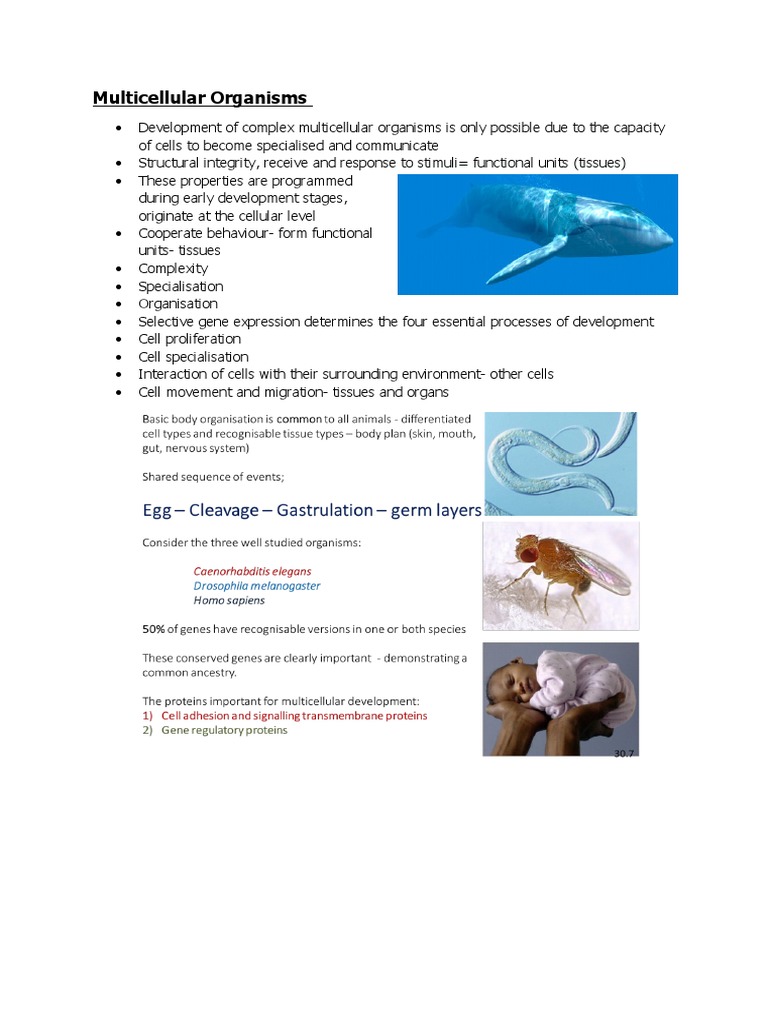 31 - Multicellular Organisms 1 | PDF
