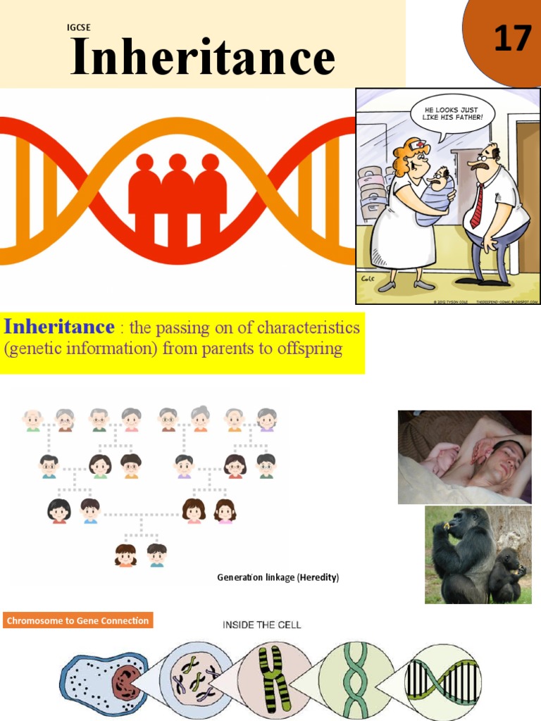 Igcse Inheritance Edited Pdf Dominance Genetics Zygosity